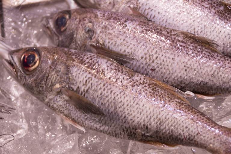 クロムツについて知ろう！特徴や釣り方、おすすめの料理についても解説！ - 釣りバルーン